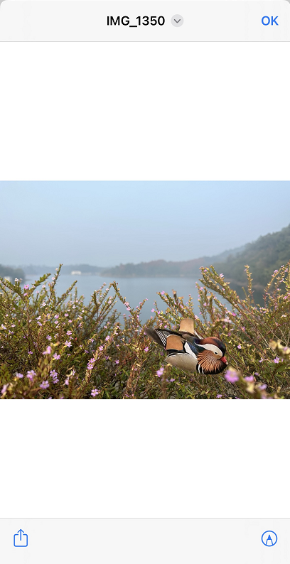 Comment copier et coller une photo sur une autre sur iPhone